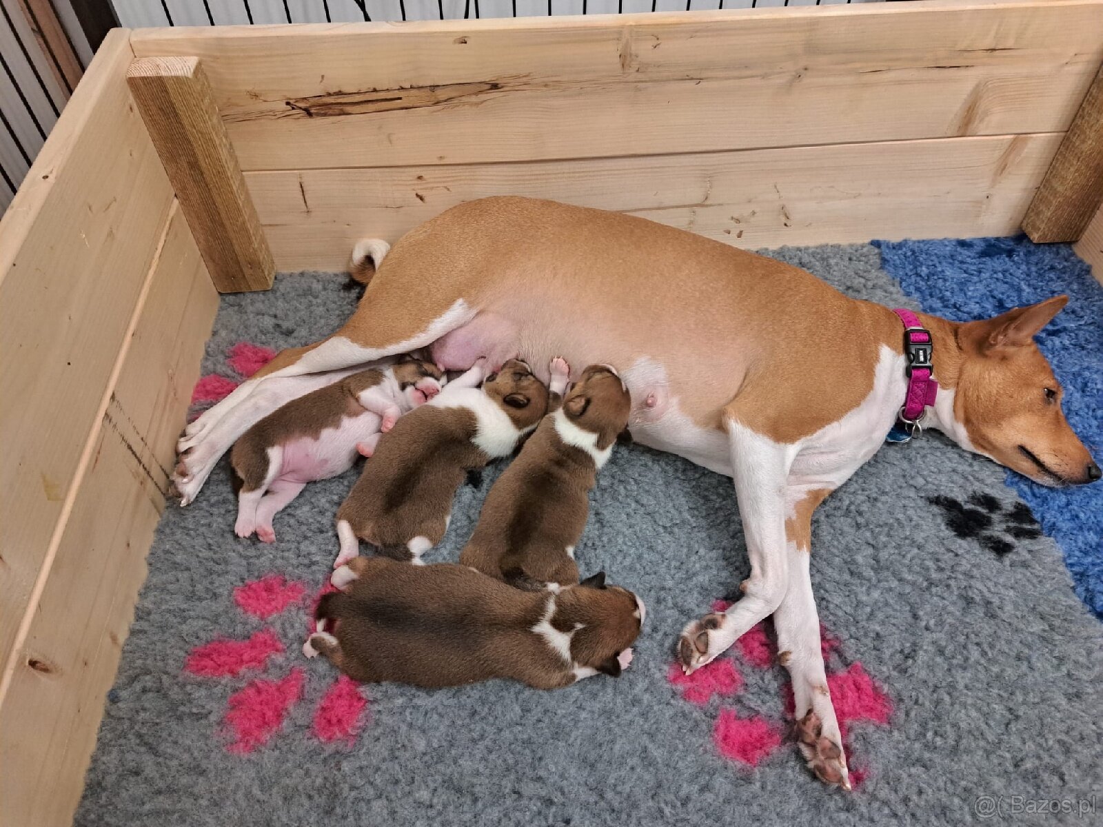 Basenji szczenię - Słupski | Bazos.pl